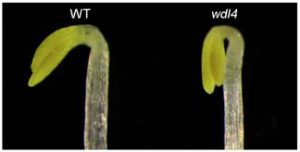 The role of the microtubule-associated protein WDL4 in apical hook ...
