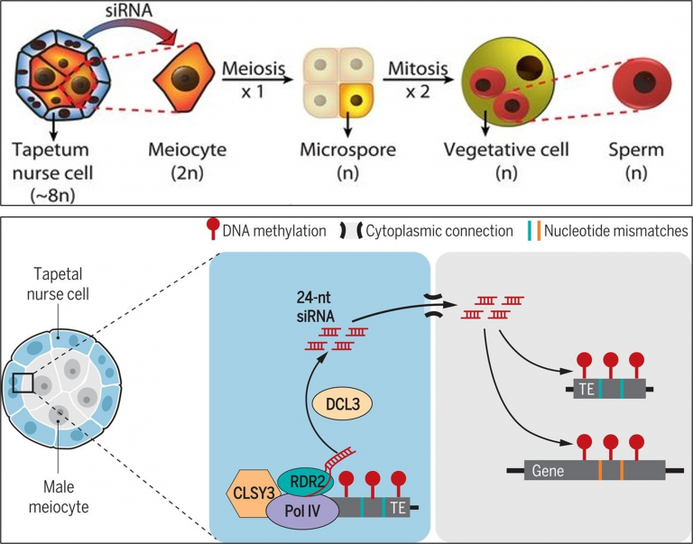 Nurse cell­–derived small RNAs define paternal epigenetic inheritance ...