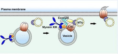 A New Interaction Between Myosin XI and Exocyst in Plant Secretion ...