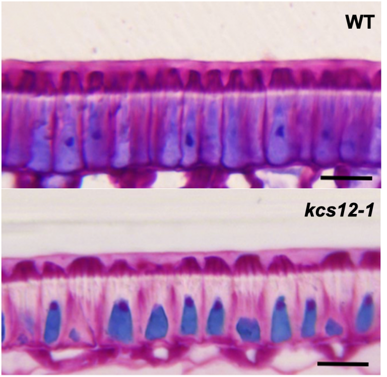 Plant Science Research Weekly: August 13, 2021 | Plantae