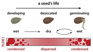 A prion-like protein regulator of seed germination undergoes hydration ...