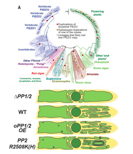 Plant PIEZO homologs modulate vacuole morphology during tip growth ...