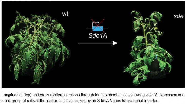 Sde1A enables axillary meristem formation at the leaf axil boundary ...
