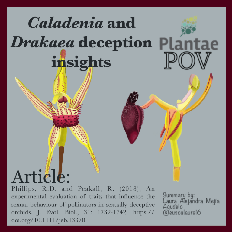 Plant point of view: Echinacea alkamides and microbial friends | Plantae
