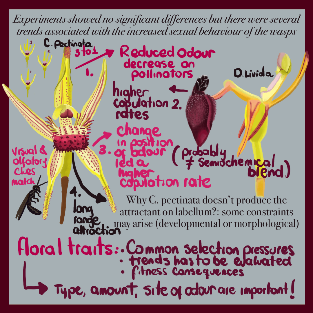 Plant Point of View: Caladenia pectinata and Drakaea livida, sexually ...