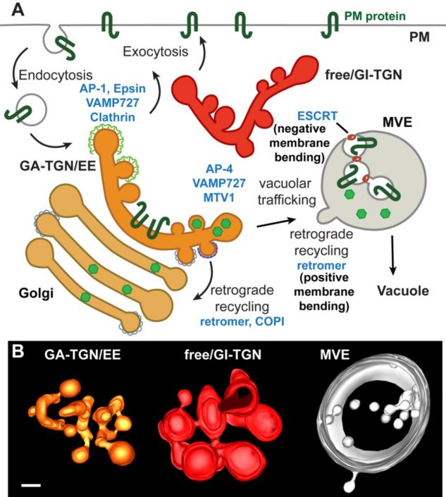 Review: Fifteen compelling open questions in plant cell biology (Plant ...