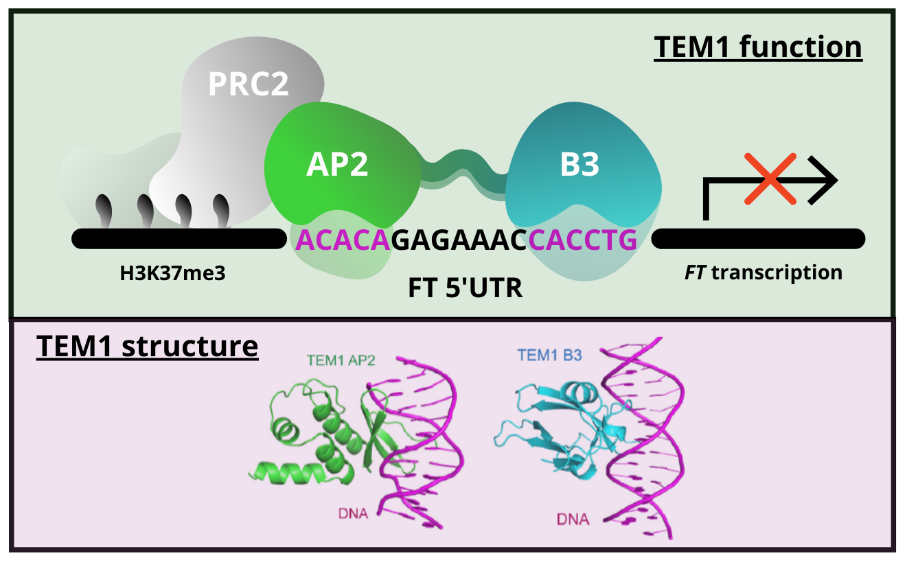 TEM1 combinatorially binds to FLOWERING LOCUS T and recruits a Polycomb ...