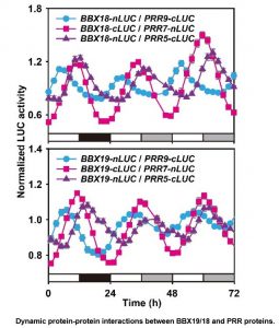 BBX19 functions as a regulator of circadian clock | Plantae