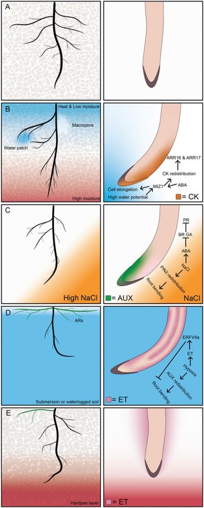 Review: Root plasticity under abiotic stress (Plant Physiol.) | Plantae