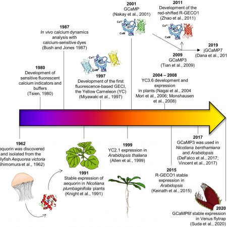 Plantae | A calmodulin-gated calcium channel links pathogen patterns to ...