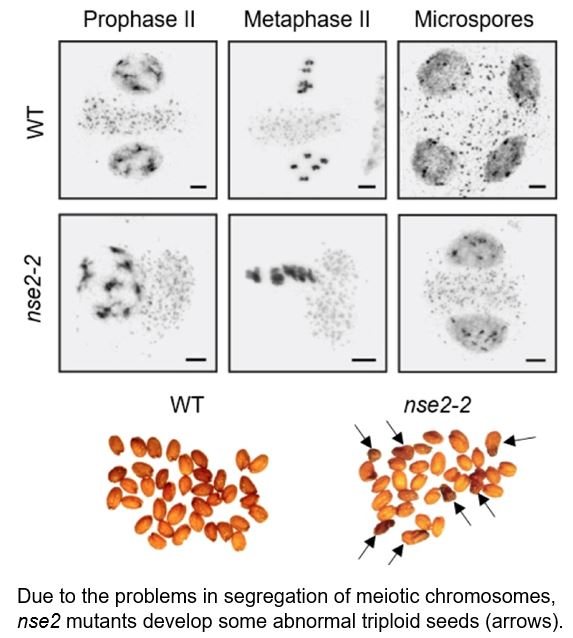 Role of SMC5/6 complex in meiosis: Preventing one plus one being three ...