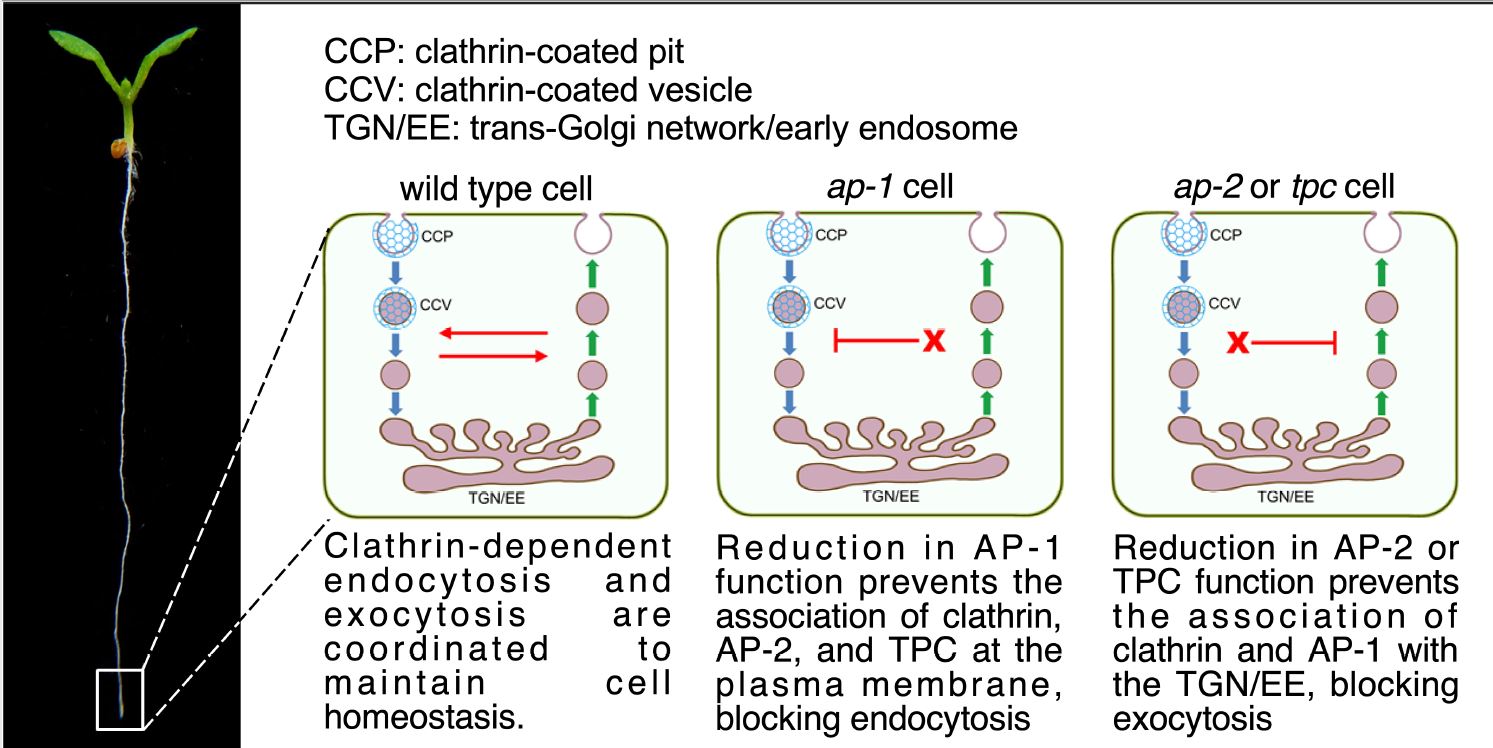The Plant Cell in a Nutshell: The dance of the vesicles | Plantae