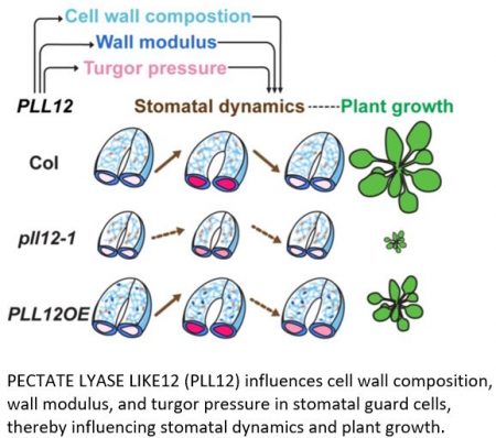 Pectate lyases prune pectin to potentiate stomatal dynamics | Plantae