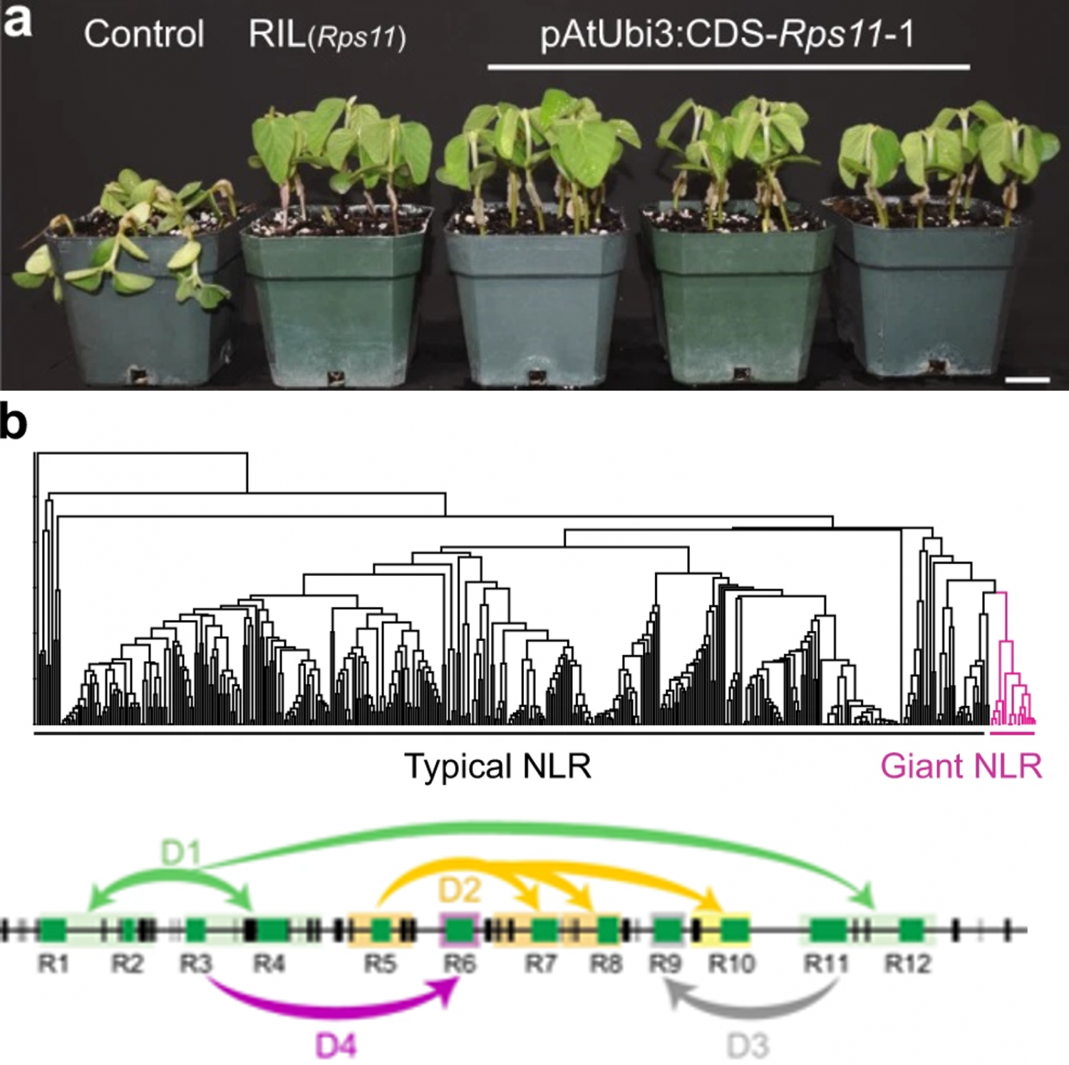 A giant NLR gene confers broad-spectrum resistance to Phytophthora sojae in soybean (Nature ...