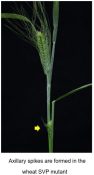Engineering a wheat spike | Plantae