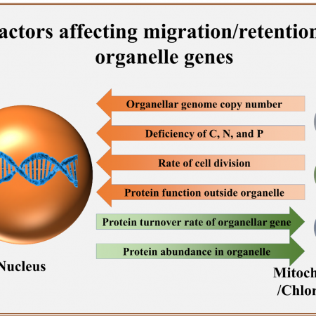 Plantae | Origin of Plant R Genes | Plantae