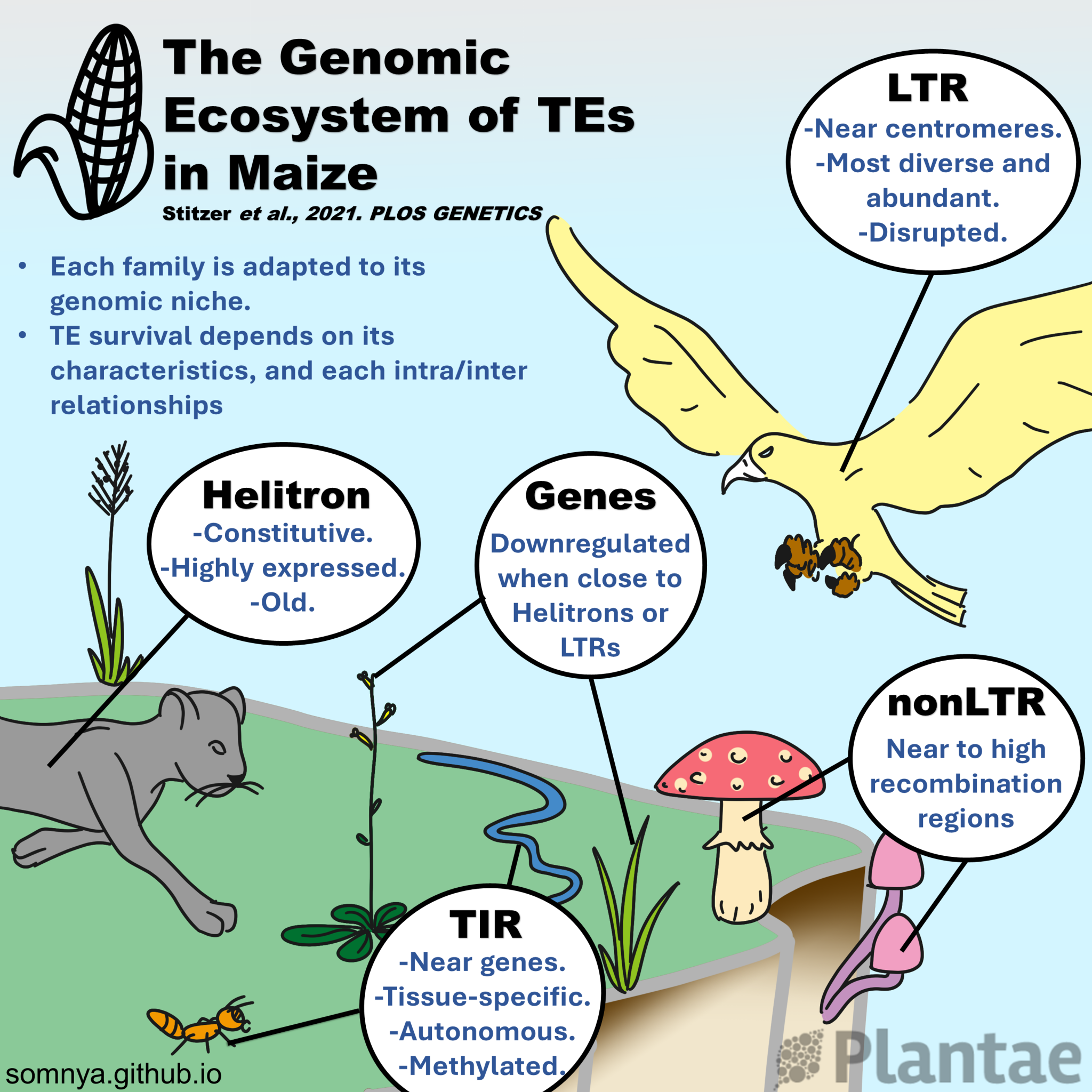 The genomic ecosystem of transposable elements in maize (PLOS Genetics ...