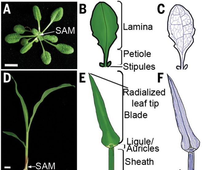 Sheathing leaf: The grass leaf conundrum!! (Science) | Plantae