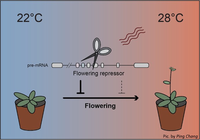 The splicing factor RNA BINDING PROTEIN 45d regulates temperature ...