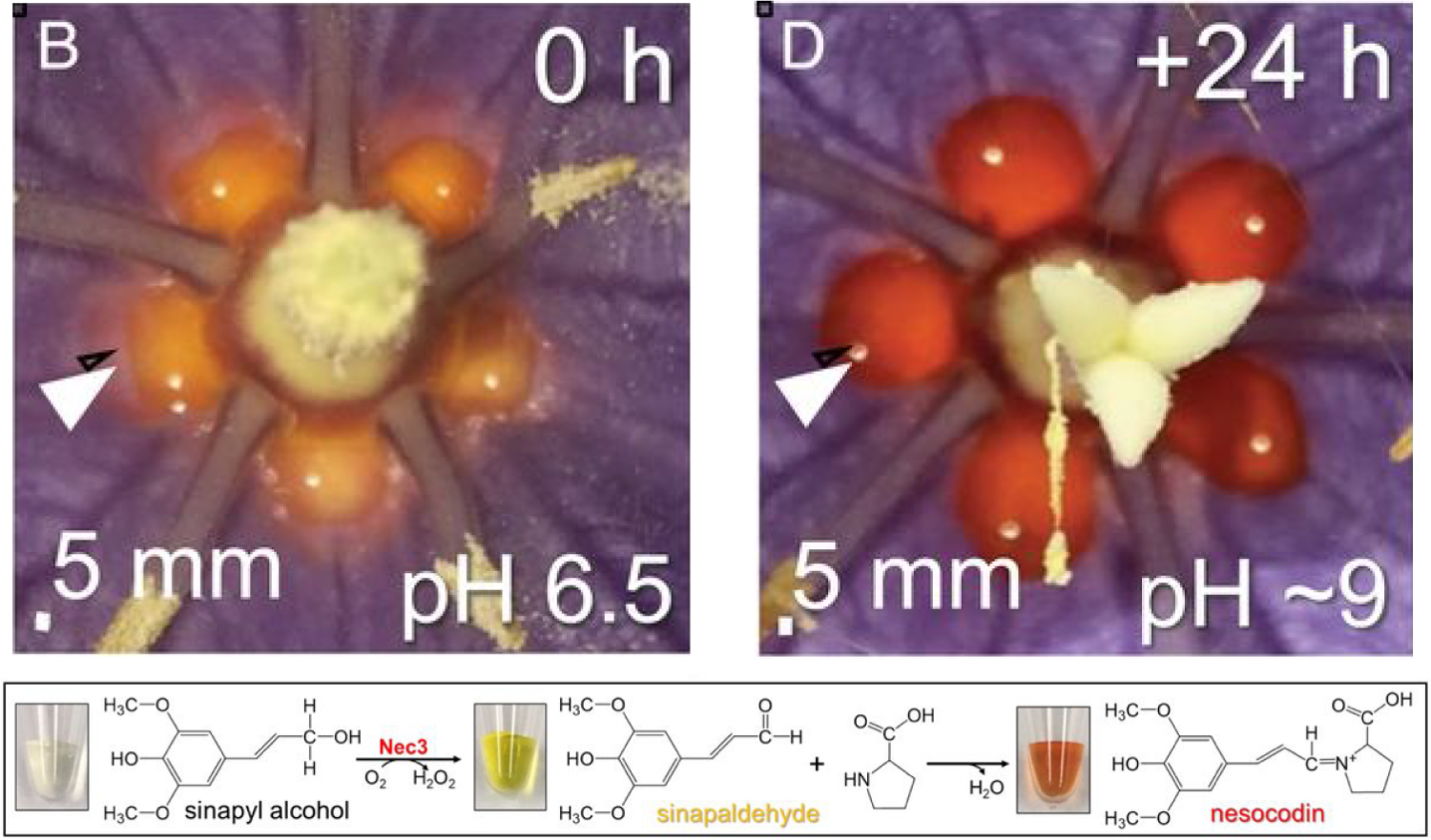 Convergent evolution of red nectar in vertebrate-pollinated flowers ...