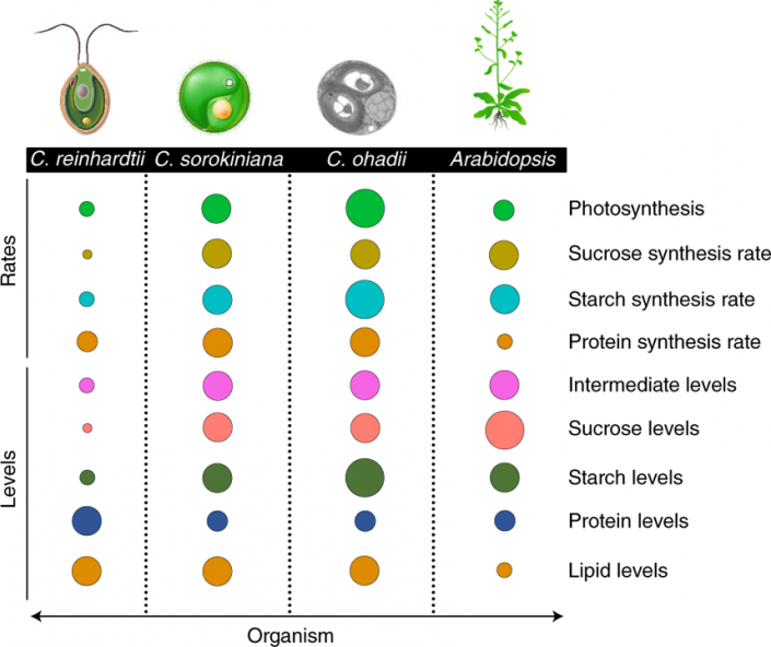 Carbon flux through photosynthesis and central carbon metabolism show ...