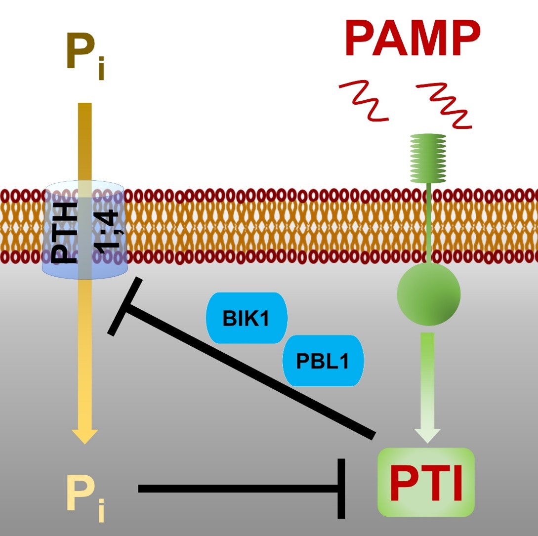 Crosstalk between phosphate transport and plant immunity (Curr. Biol ...