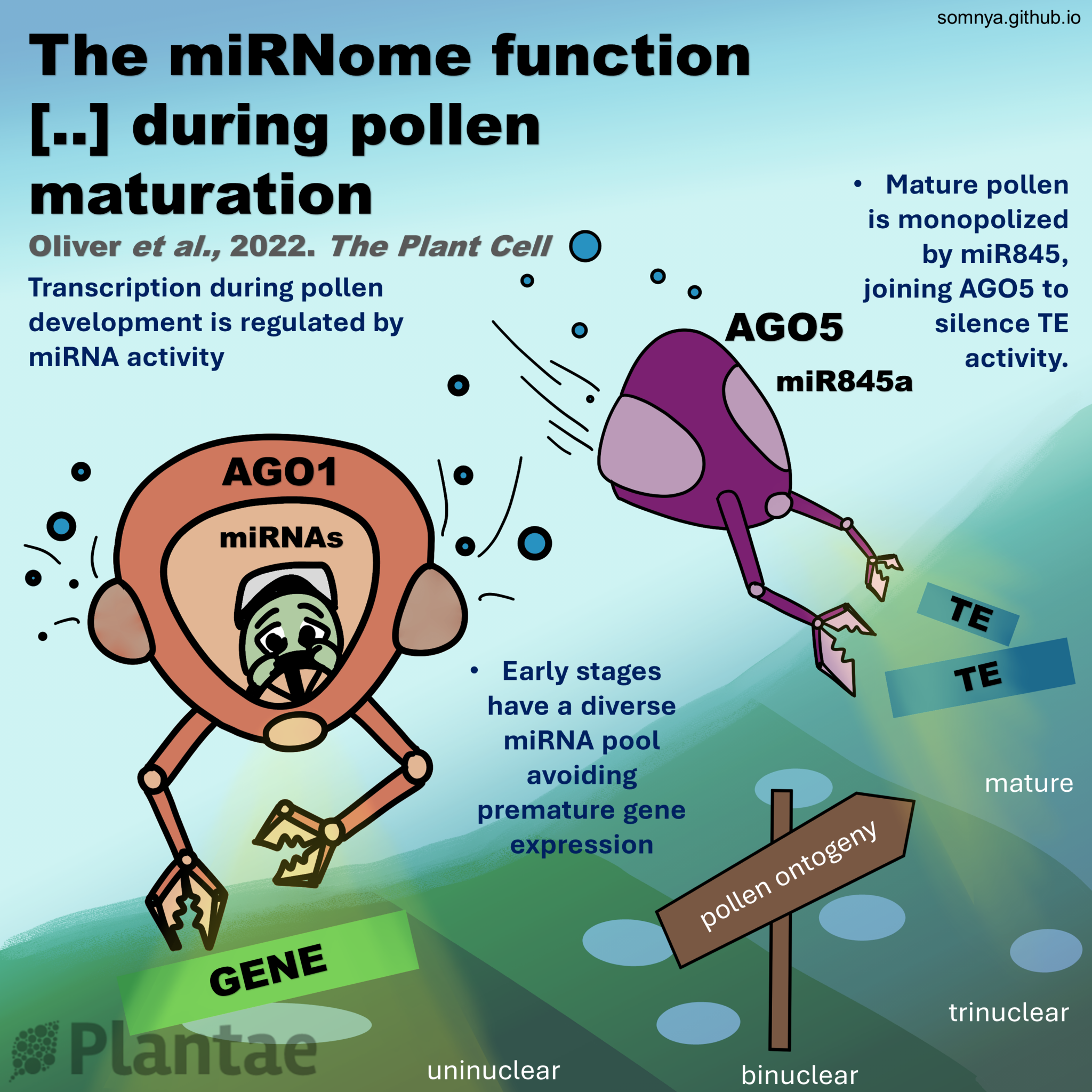 The miRNome function transitions from regulating developmental genes to ...