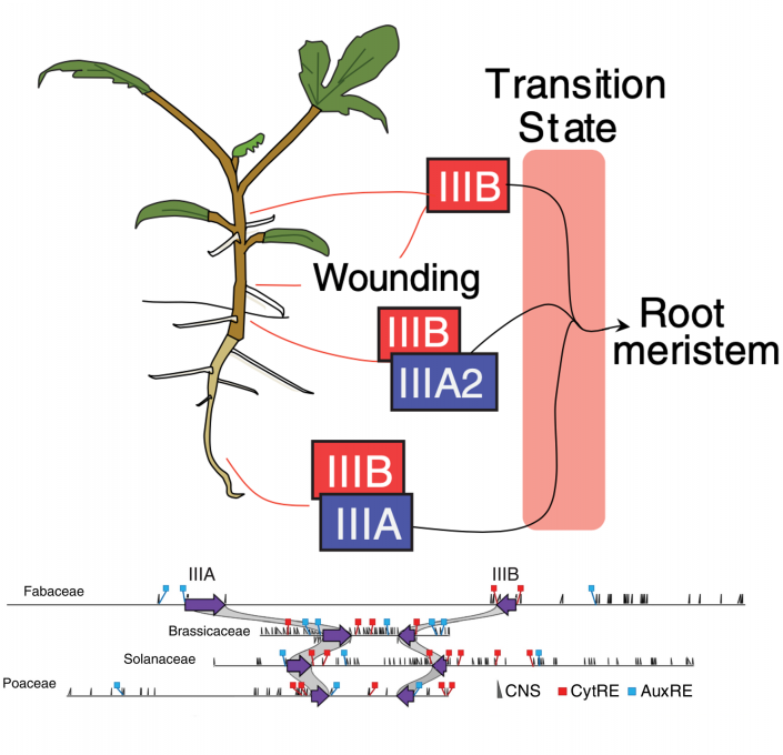 A conserved superlocus regulates above- and belowground root initiation ...