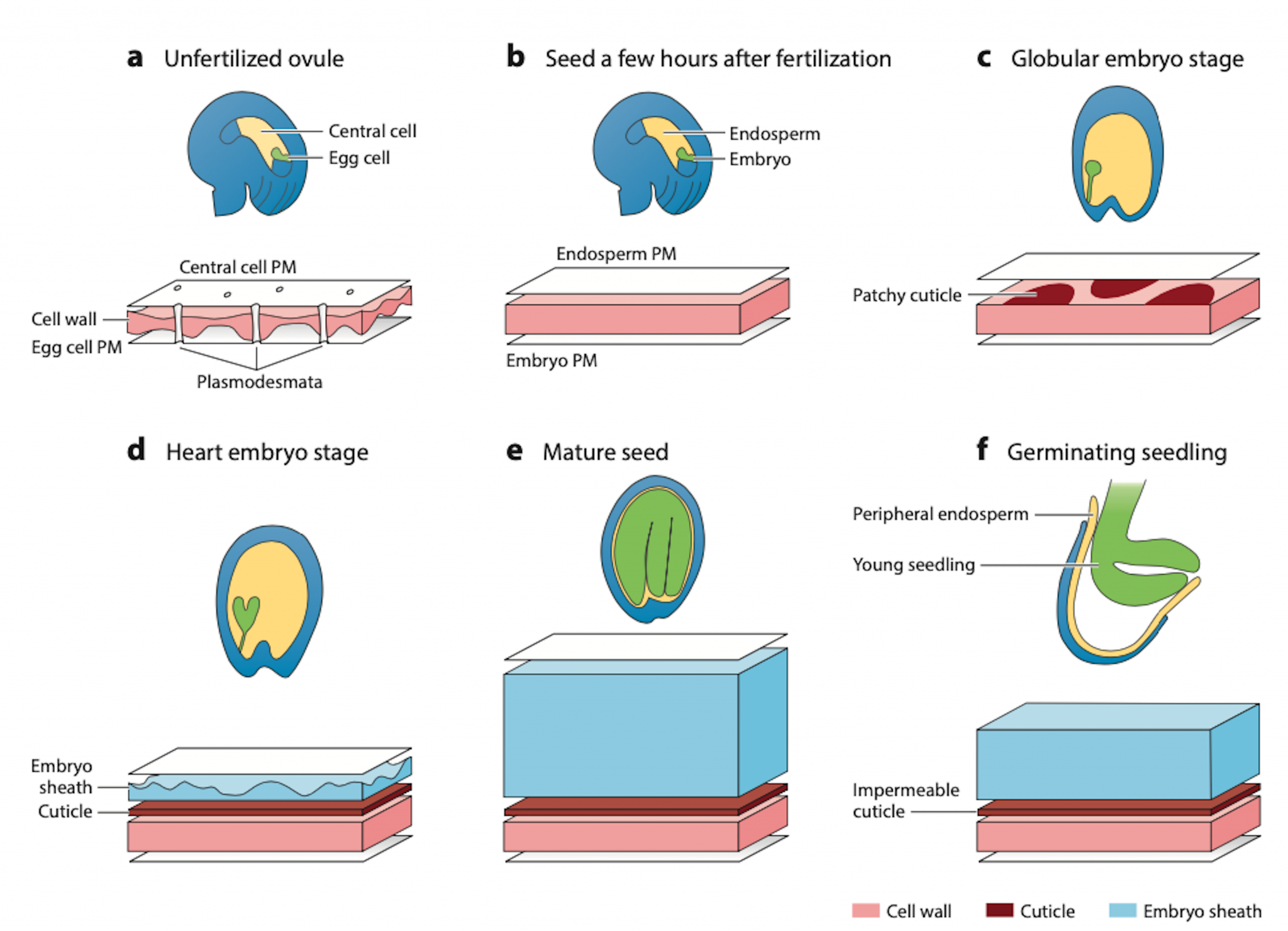 Review: Embryo-endosperm interactions ($) (Annu Rev Plant Biol) | Plantae