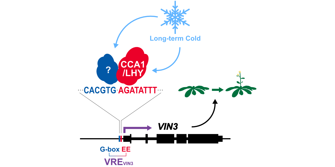 Vernalization response by a cis-element in the VIN3 promoter and the ...