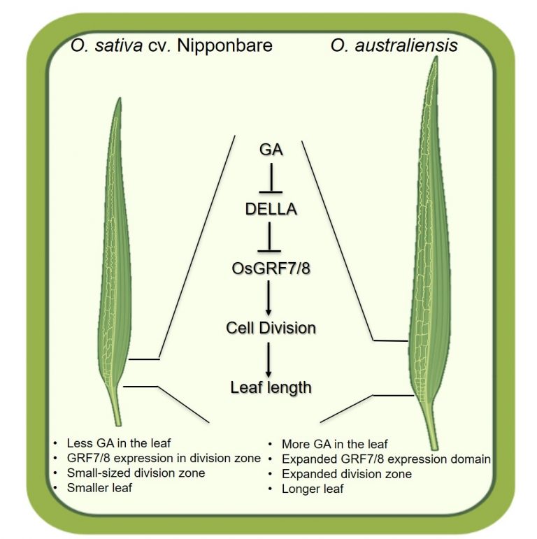 GA-GRF module – A key regulator of rice leaf length via spatial cell ...