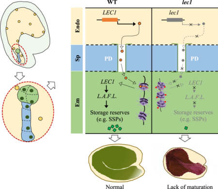 LEC1 acts as a molecular signal between the endosperm and embryo to ...