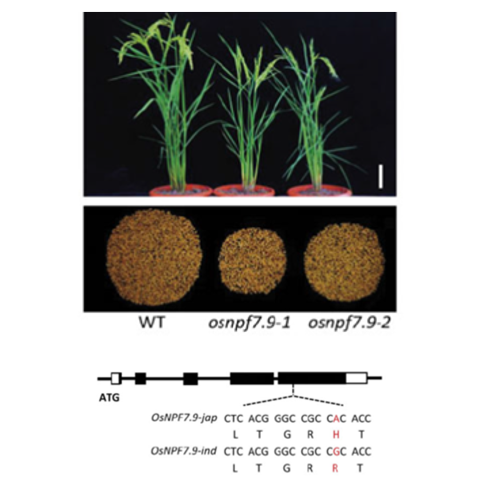 Nitrate transporter NPF7.9 is a regulator nitrogen use efficiency and ...