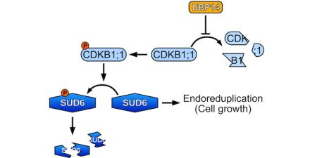 A module controlling endoreduplication and cell growth in Arabidopsis ...