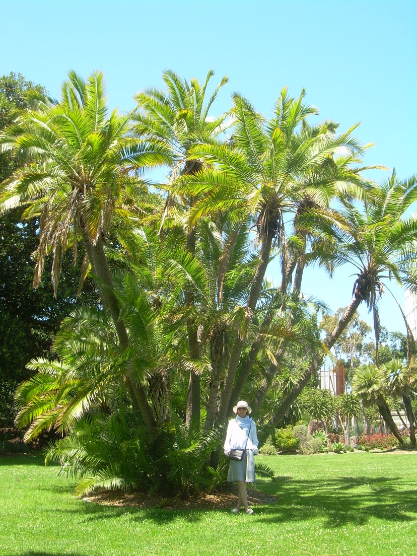 Magdalena Szechyńska-Hebda: The Plant Cell First Author | Plantae