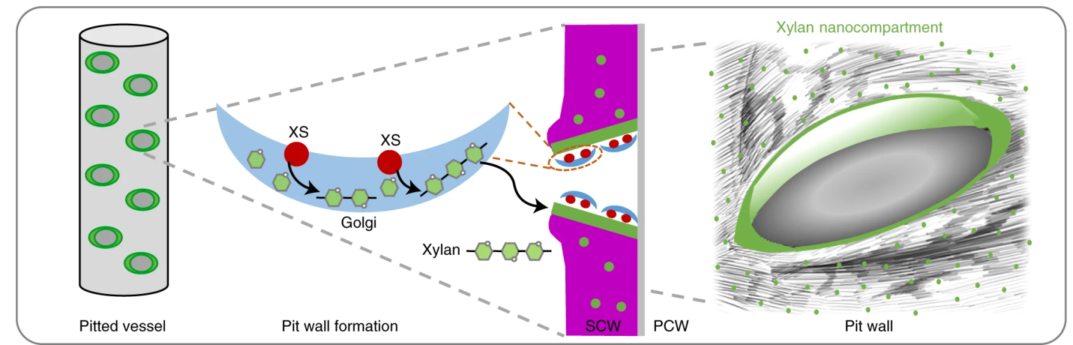 Xylan-based nanocompartments orchestrate plant vessel wall patterning ...
