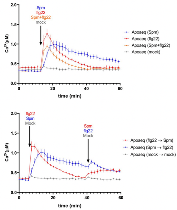 Spermine inhibits PAMP ROS and Ca2+ burst and reshapes the ...