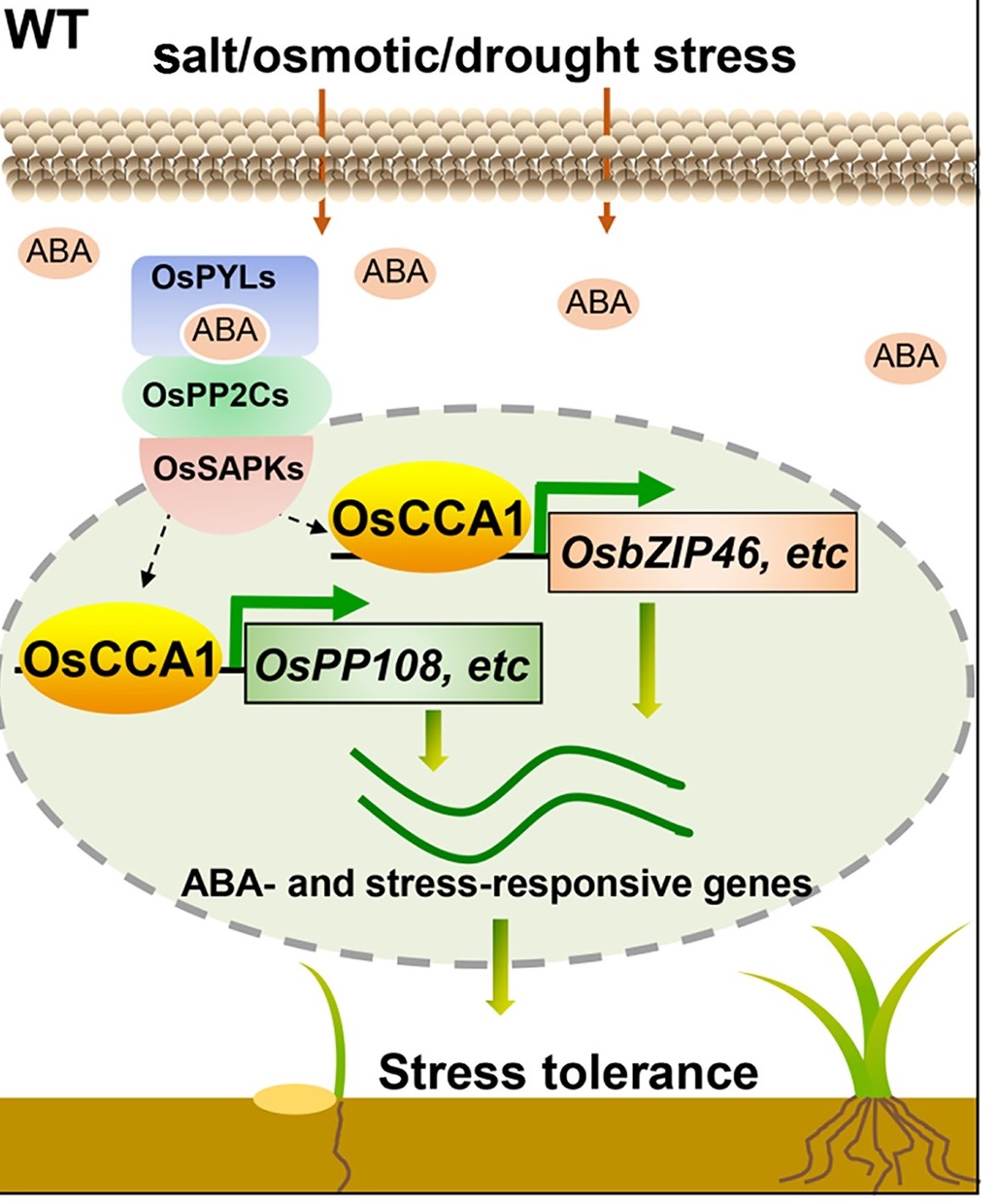 CCA1 is a regulator of ABA-mediated abiotic stress tolerance in rice ...