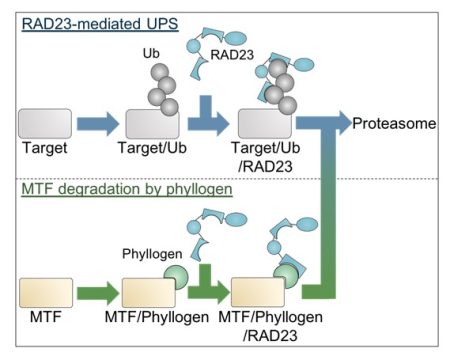 Flowers to Leaves: Bacterial Phyllogen Regulates Host Development | Plantae