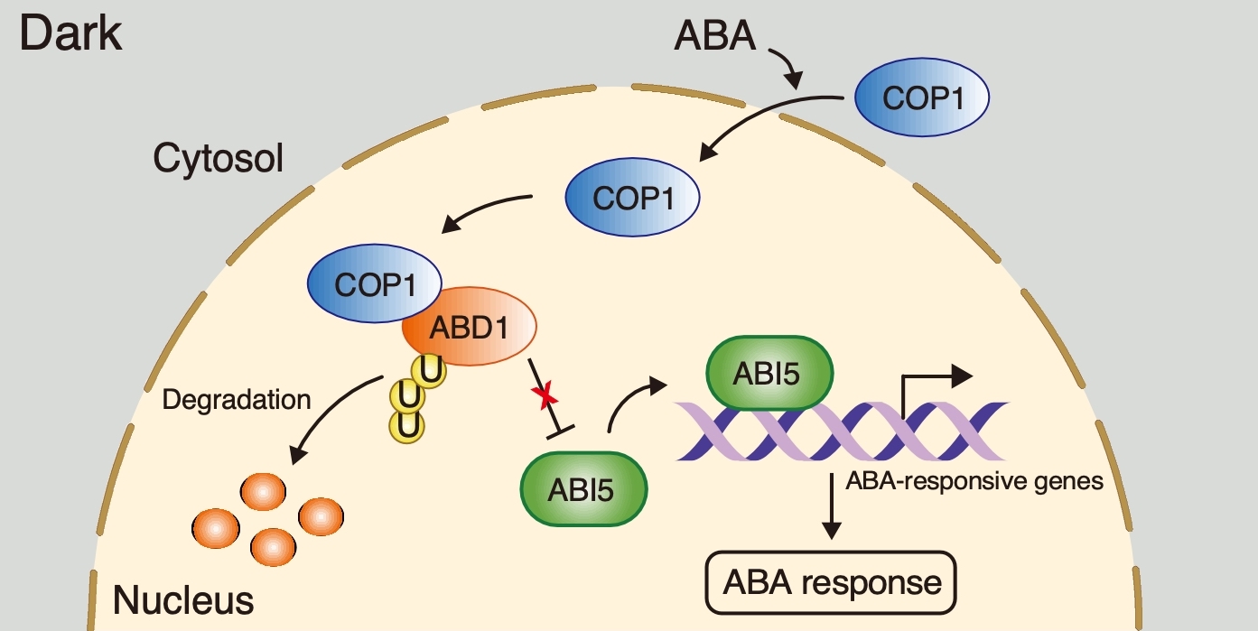 COP1 promotes abscisic acid signaling in the dark | Plantae