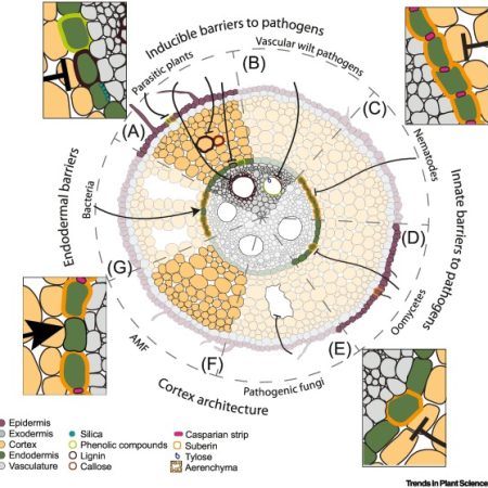 Plantae | Plant Science Research Weekly | Plantae