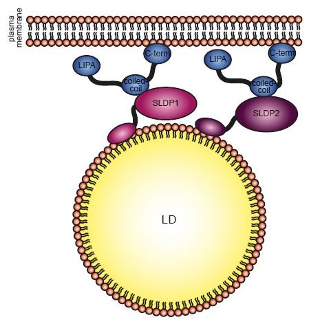 Getting in touch – when membranes meet | Plantae