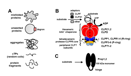 The CLP and PREP protease systems coordinate maturation and degradation ...