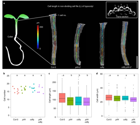 PIF4 enhances DNA binding of CDF2 to co-regulate target gene expression ...