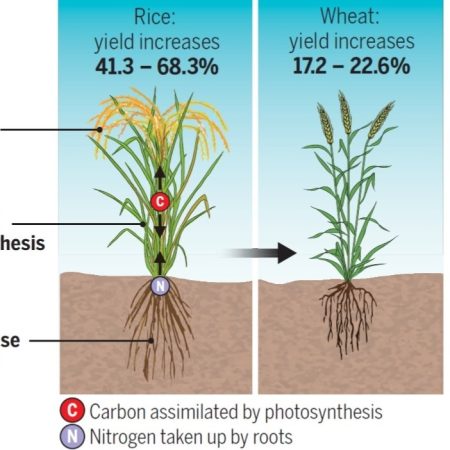 Plantae | Plant Science Research Weekly | Plantae