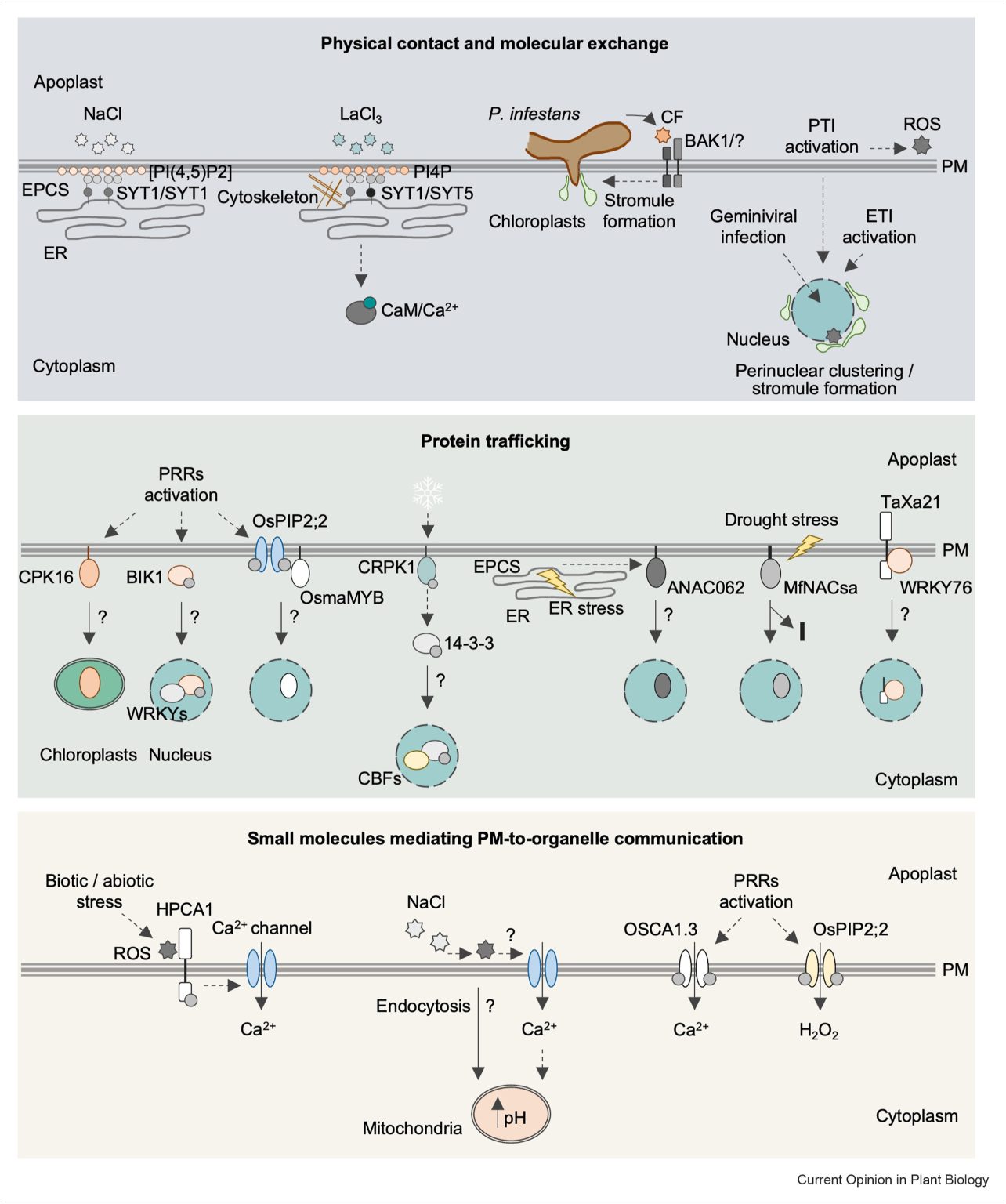 Review: Plasma membrane-to-organelle communication in plant stress ...