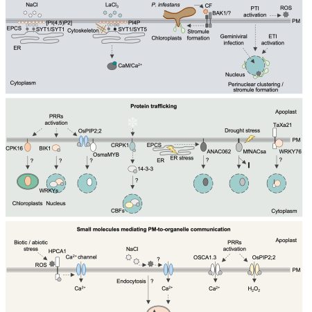 Identification of a plant receptor required for cell-to-cell reactive ...