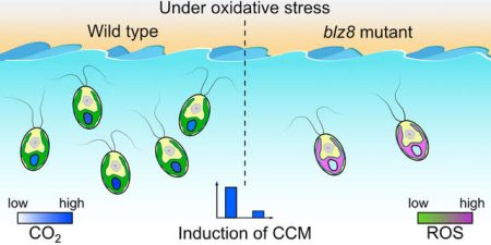 Microalgae concentrate CO2 to ameliorate oxidative stress | Plantae