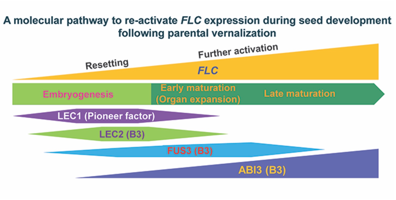 Two ABA-responsive transcription factors reset the requirement for ...