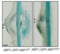 ABP1 (it’s back!) binds auxin and signals fast auxin responses (Nature ...